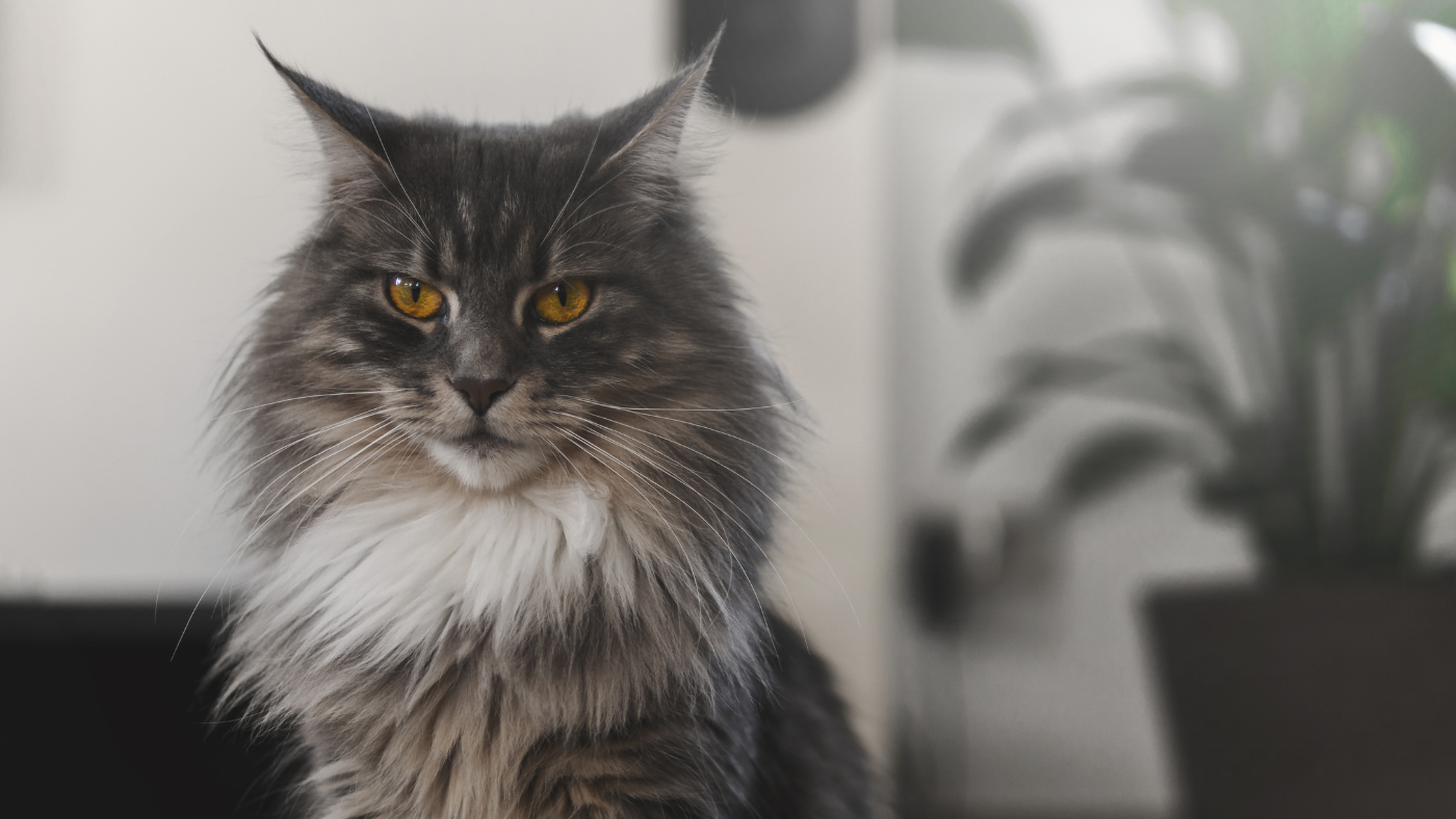 Maine Coon - Charakterystyka i Opis Rasy - Pupile Pod Ochroną