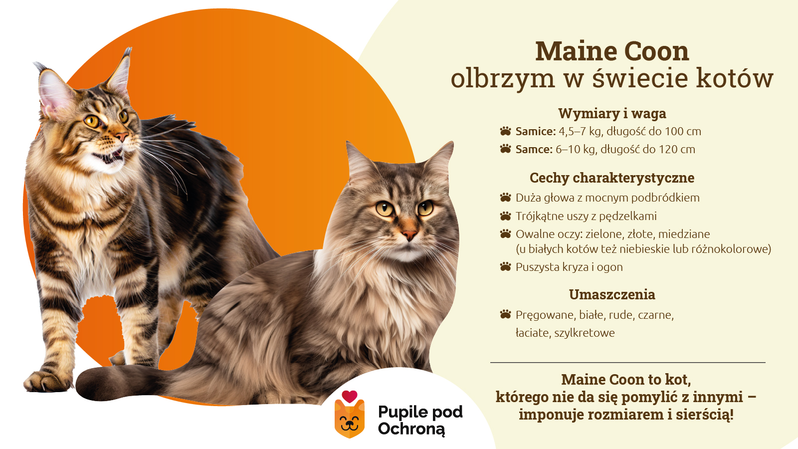 Kot Maine Coon (Majkun) – Charakter, Pielęgnacja, Waga, Cena