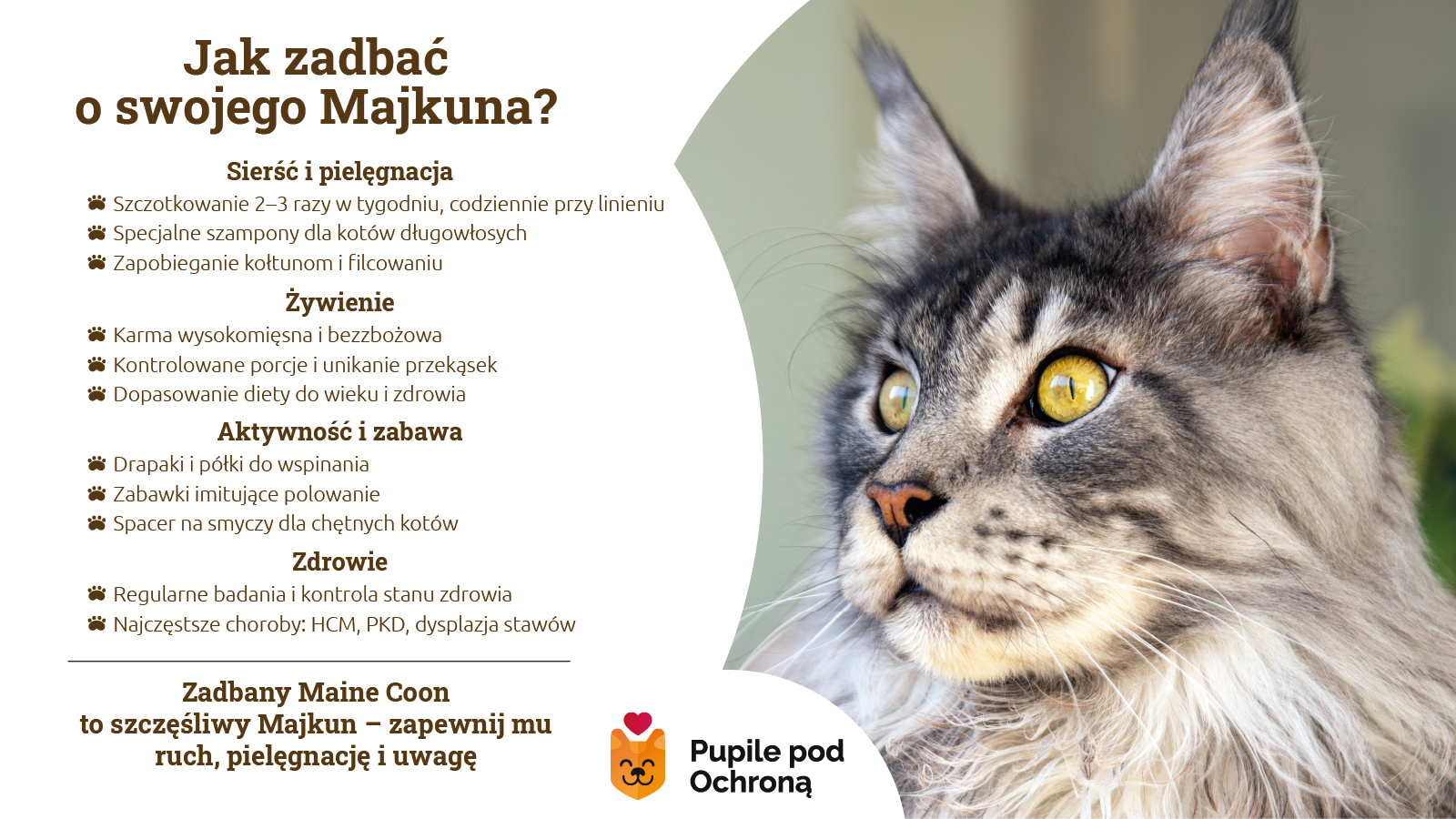 Kot Maine Coon (Majkun) – Charakter, Pielęgnacja, Waga, Cena