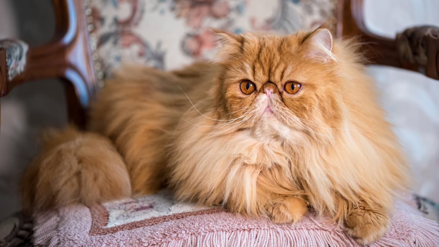 Jack Russell Terrier Opis Rasy i Charakterystyka | Pupile Pod Ochroną