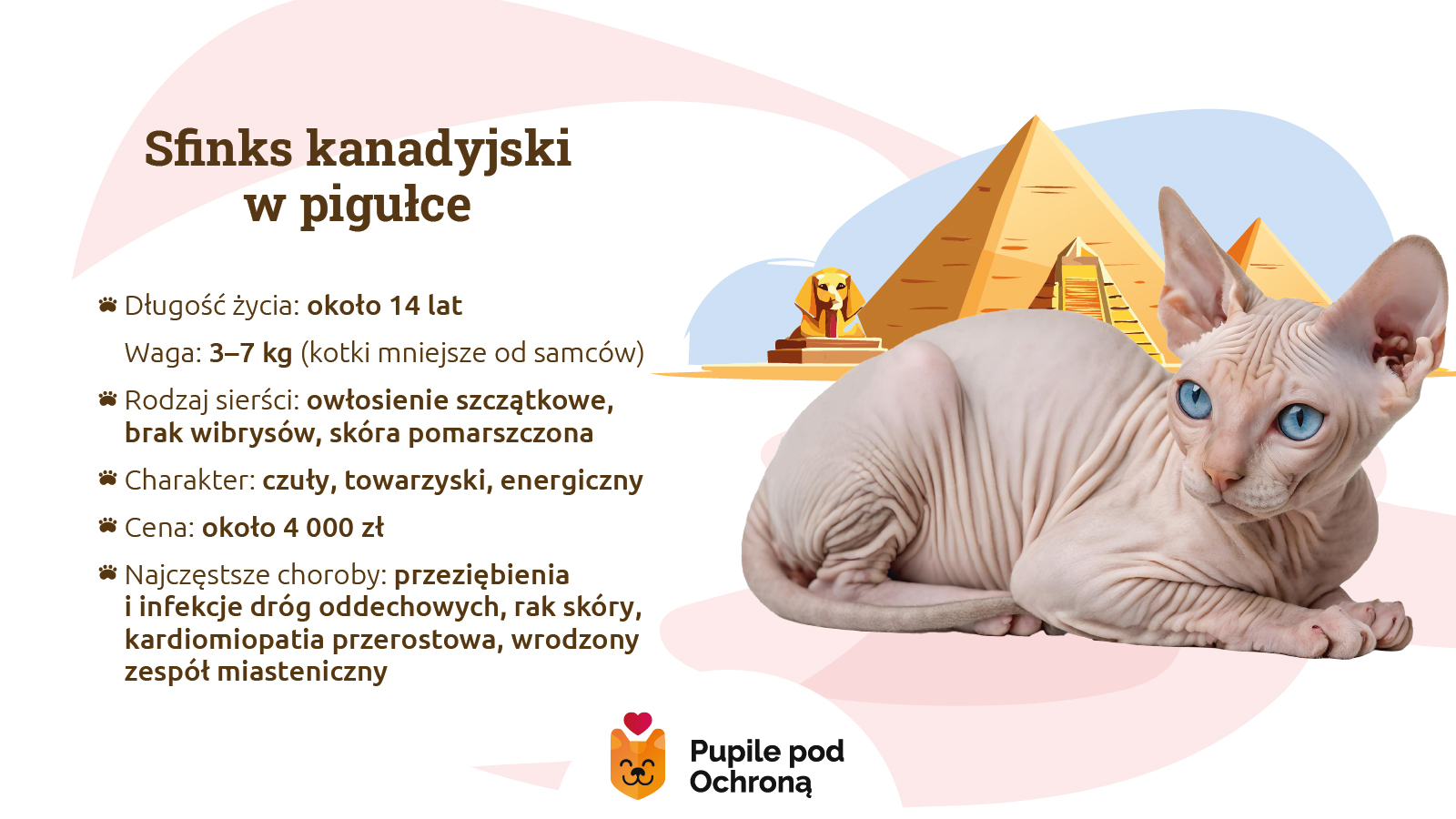 Sfinks Kanadyjski – Charakter, Pielęgnacja i Cena Kota