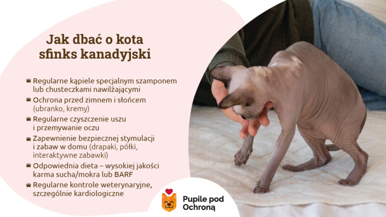 Sfinks Kanadyjski – Charakter, Pielęgnacja i Cena Kota