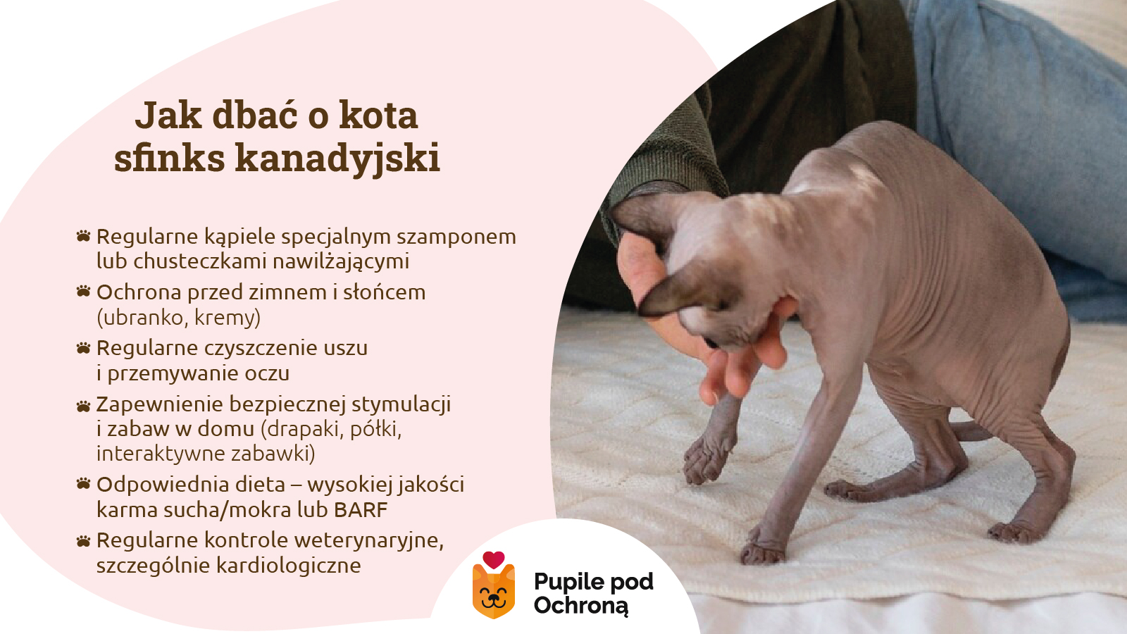 Sfinks Kanadyjski – Charakter, Pielęgnacja i Cena Kota