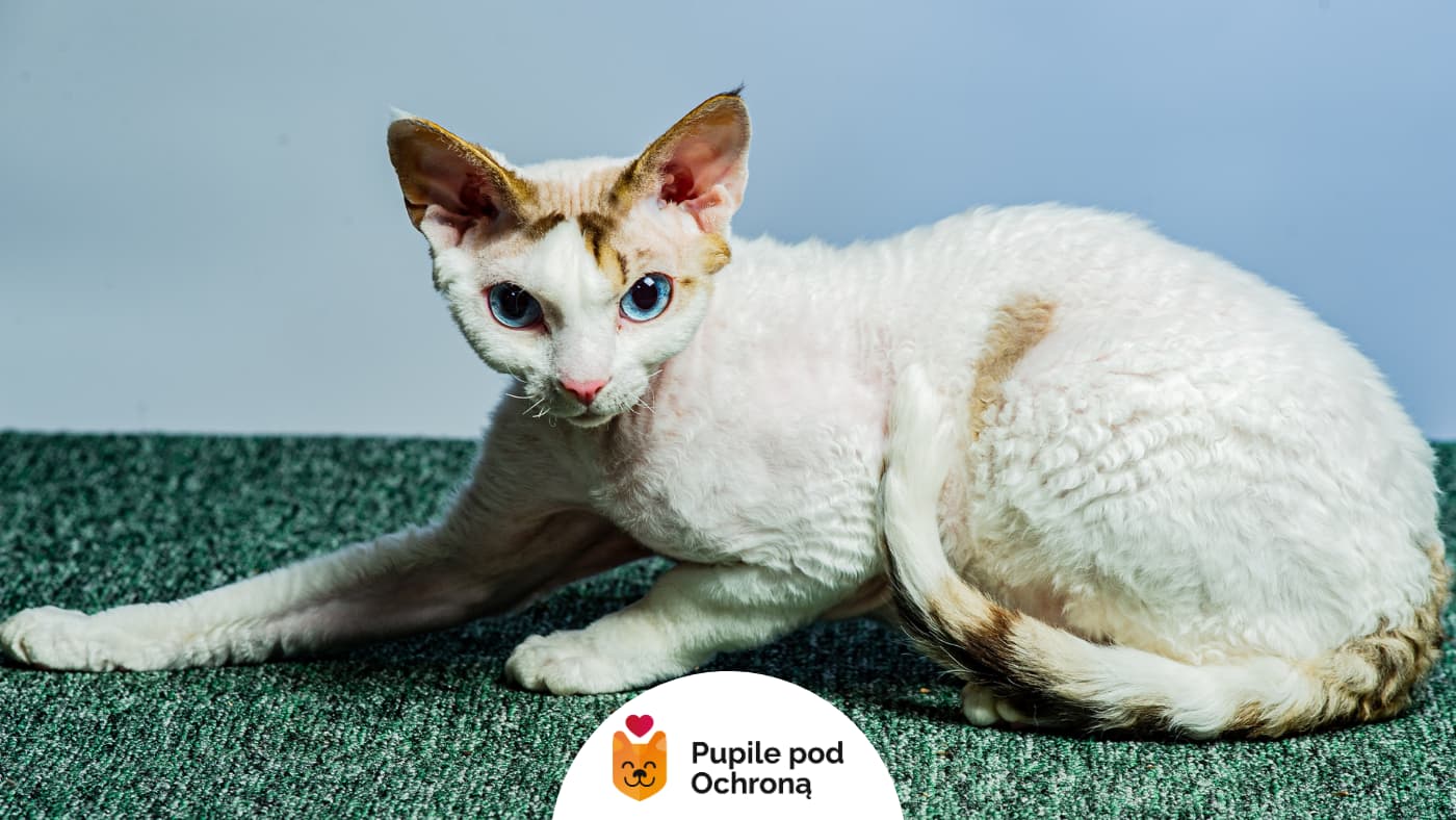 Devon rex – poznaj rasę! | Pupile pod Ochroną