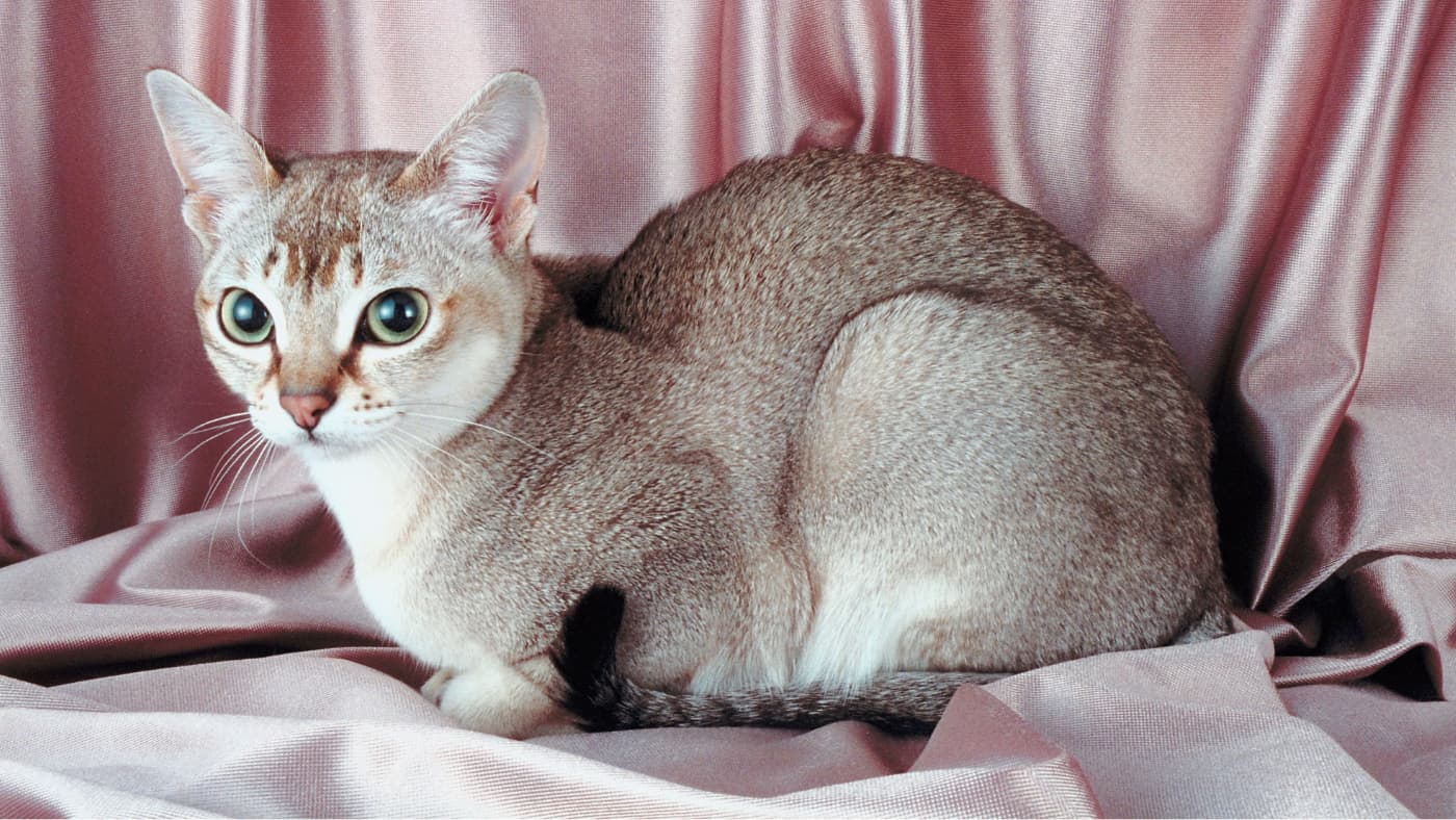 Rasy i rodzaje kotów domowych - jakie są rasy kotów | Pupile pod Ochroną