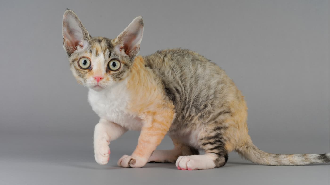 Rasy i rodzaje kotów domowych - jakie są rasy kotów | Pupile pod Ochroną