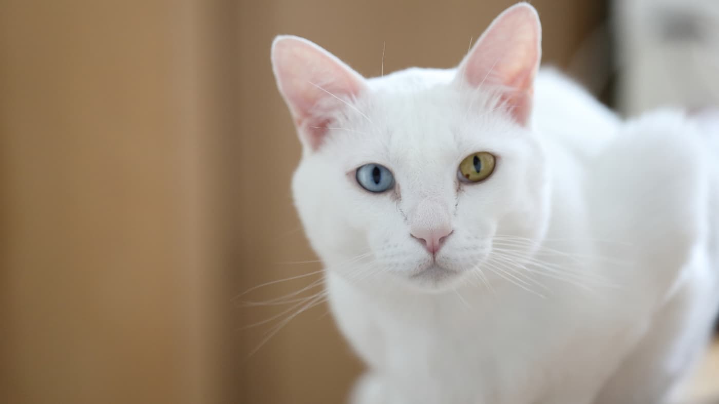 Kot khao manee – poznaj rasę! | Pupile pod Ochroną